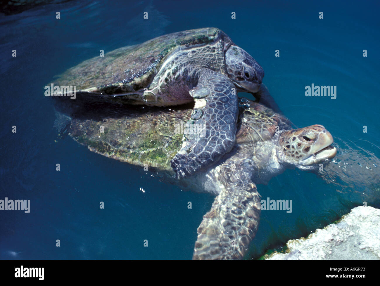 Green Sea Turtles Mating Endangered Species Stock Photo - Alamy