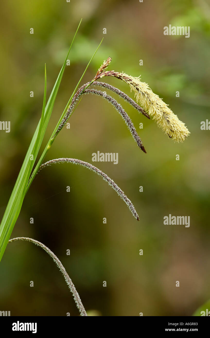 Pendulous sedge hi-res stock photography and images - Alamy
