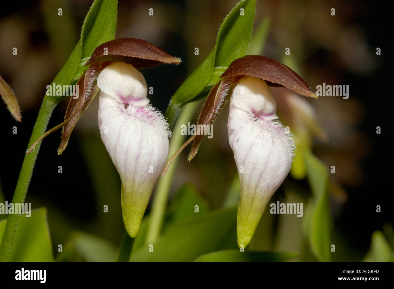 Cypripedium orchid pot hi-res stock photography and images - Alamy
