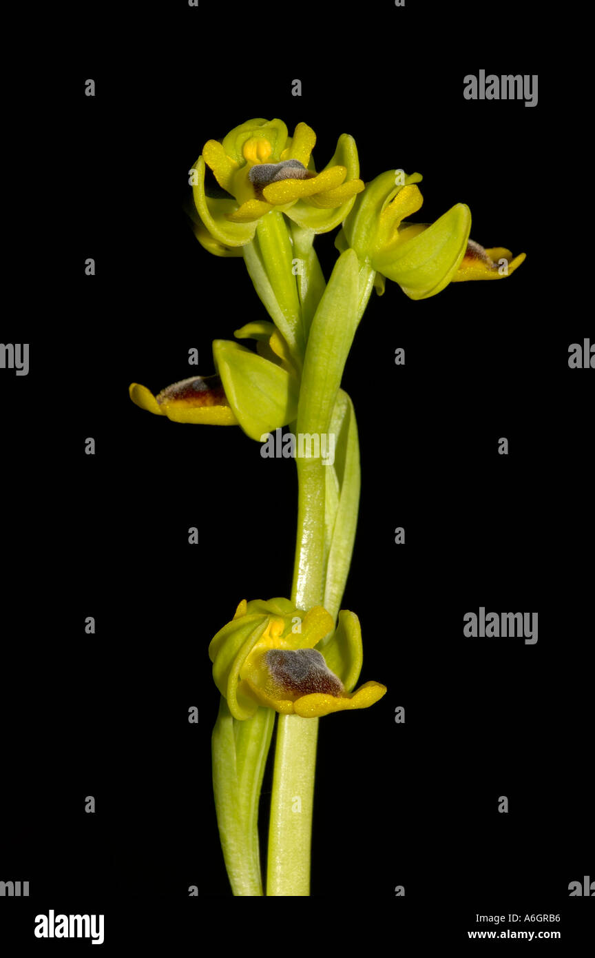 Yellow Bee Orchid Ophrys lutea Stock Photo - Alamy