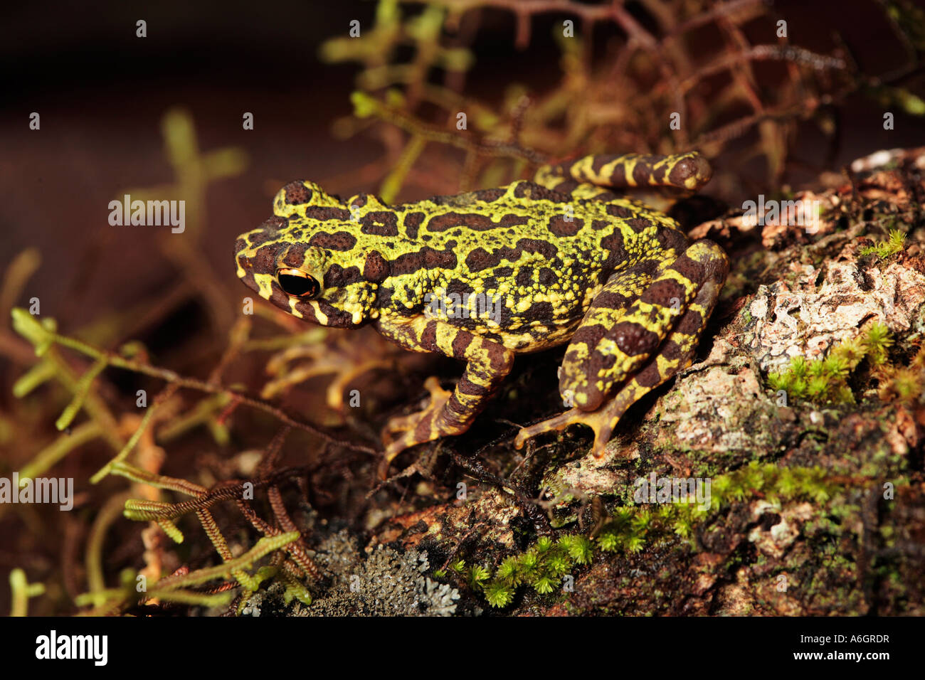 Marbled tree toad Borneo Stock Photo - Alamy