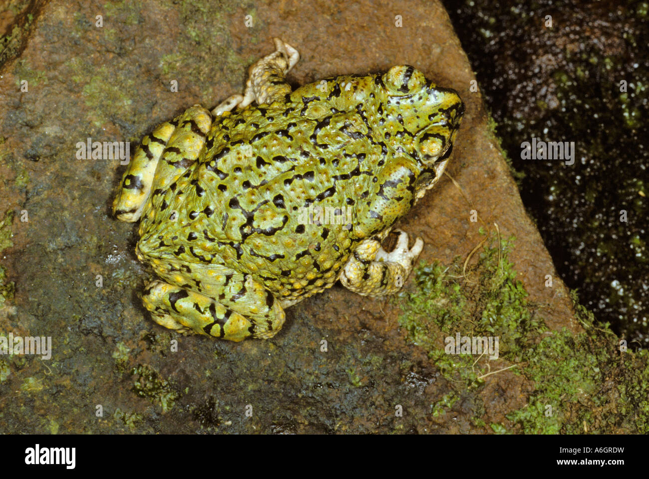 Sonoran green toad hi-res stock photography and images - Alamy