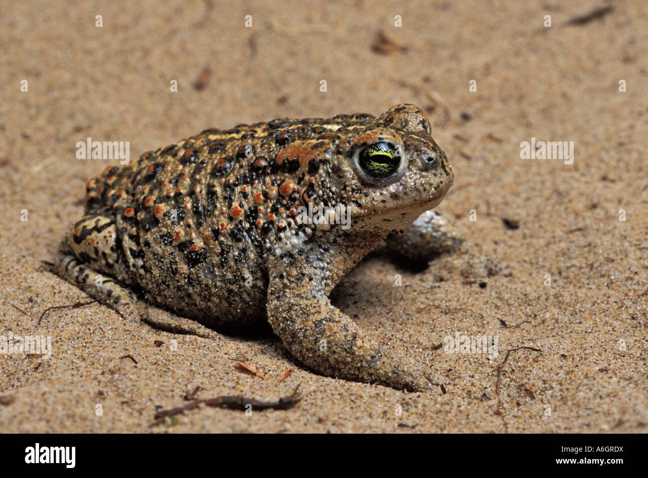 Ainsdale lancashire hi-res stock photography and images - Alamy