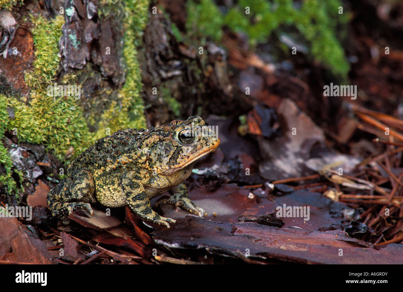 Southern Toad Bufo terrestris on forest floor Corkscrew Swamp Florida ...