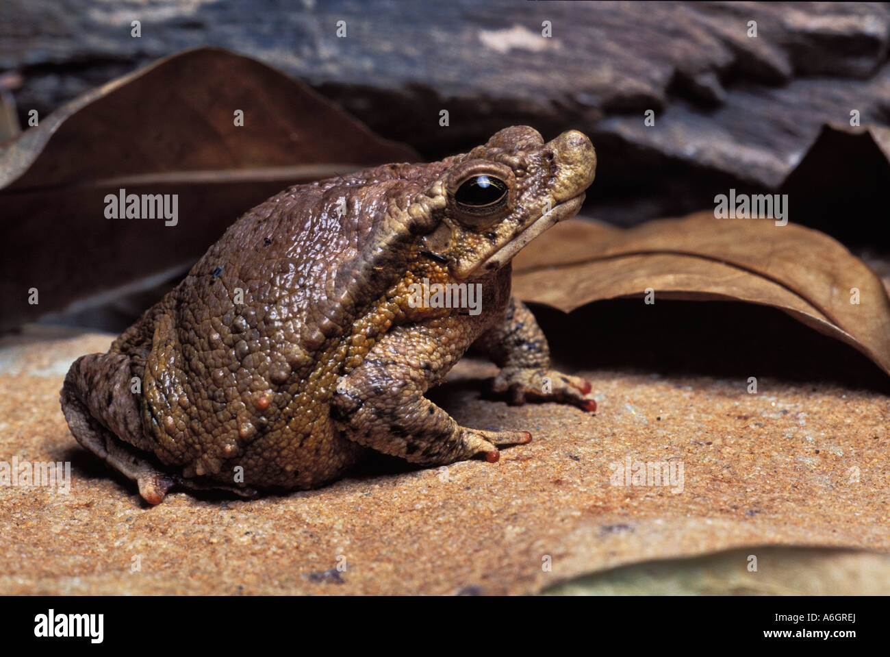 Bufo typhonius hi-res stock photography and images - Alamy