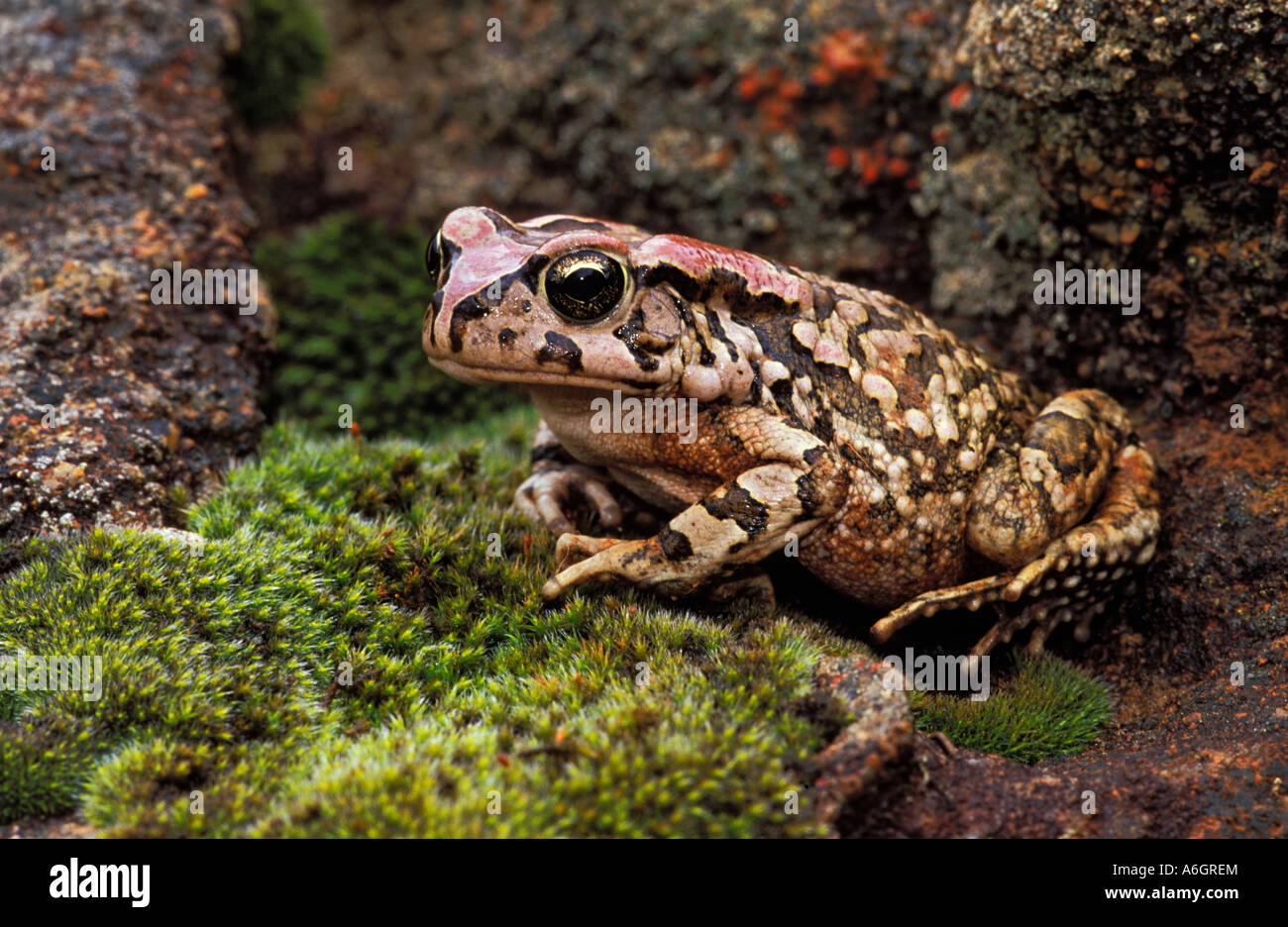 Raucous Toad Bufo rangeri Clanwilliam South Africa Stock Photo - Alamy