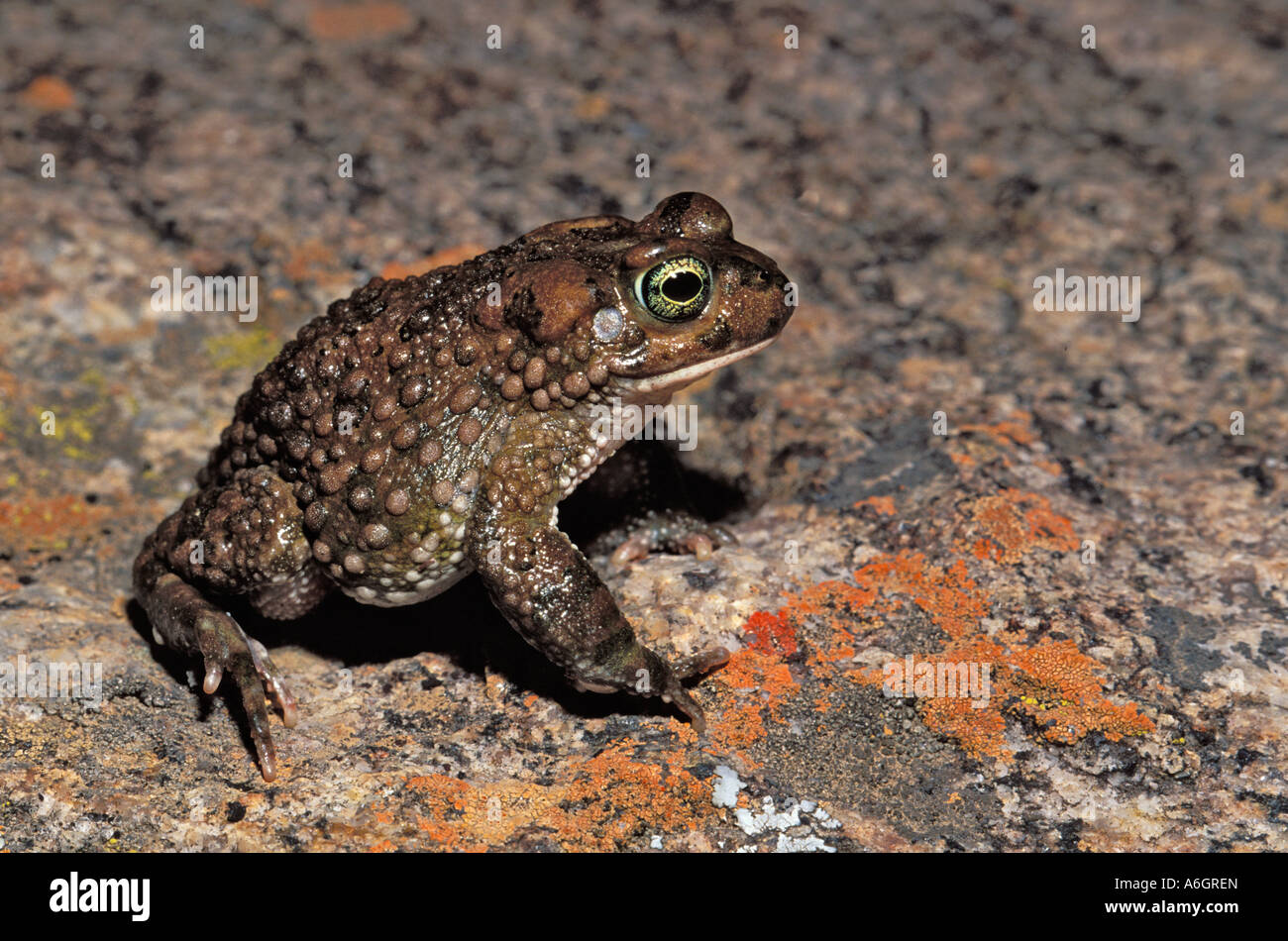 Karoo Toad Bufo gariepensis aka Vandijkophrynus gariepensis Kamieskroon ...