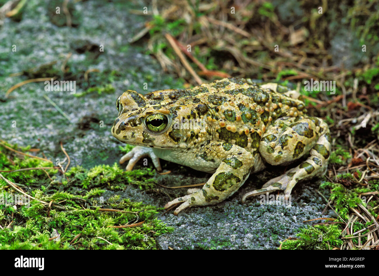Eastern green toad hi-res stock photography and images - Alamy