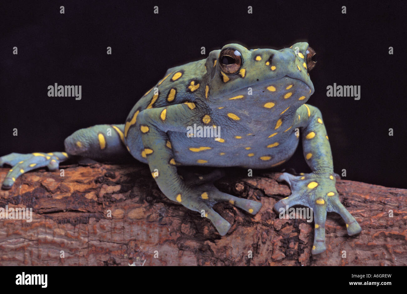 Malaysian Tree Toad Pedostibes hosii female West Malaysia Malaysian ...