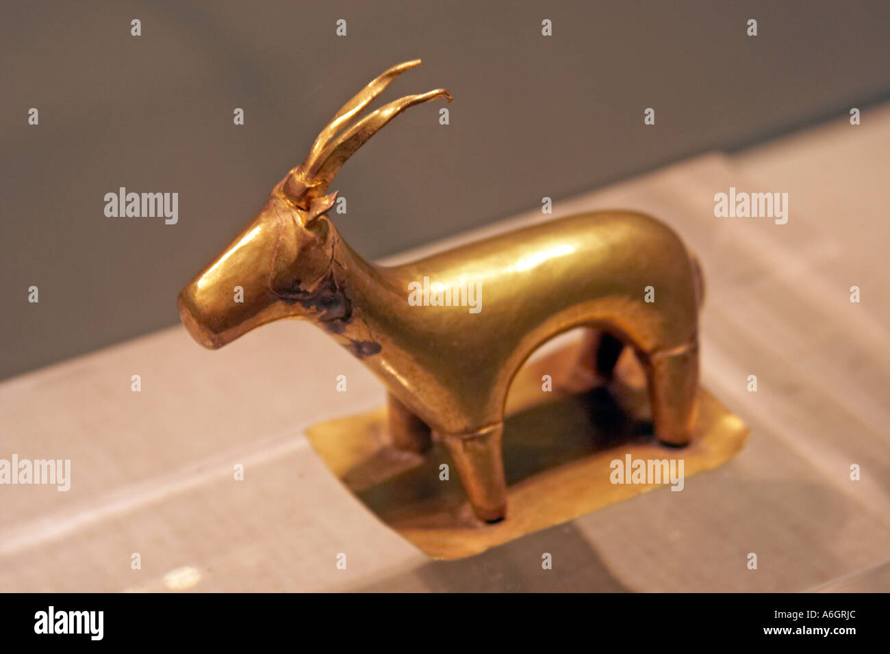 Old golden ibex hi-res stock photography and images - Alamy