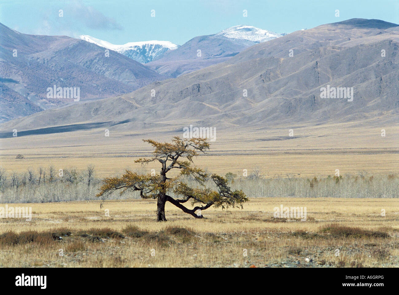 Larch tree The Kurai (Kuray) Range The Altai (Altay) Republic Russia ...