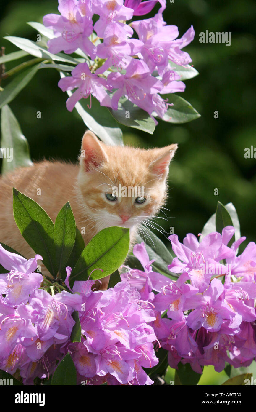kitten in tree Stock Photo - Alamy