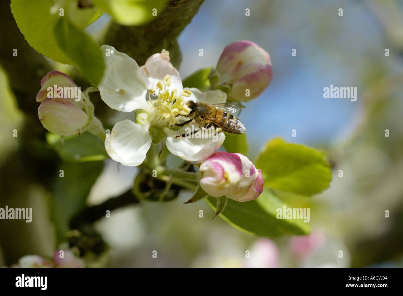 Honey bee apple hi-res stock photography and images - Alamy