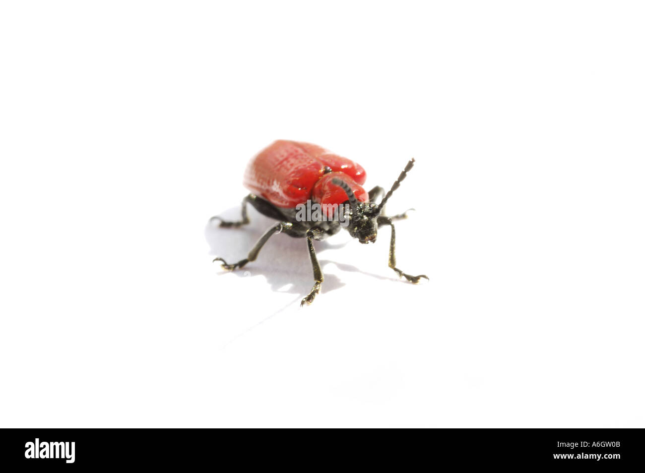 Lily Beetle lilioceris lilii Stock Photo - Alamy