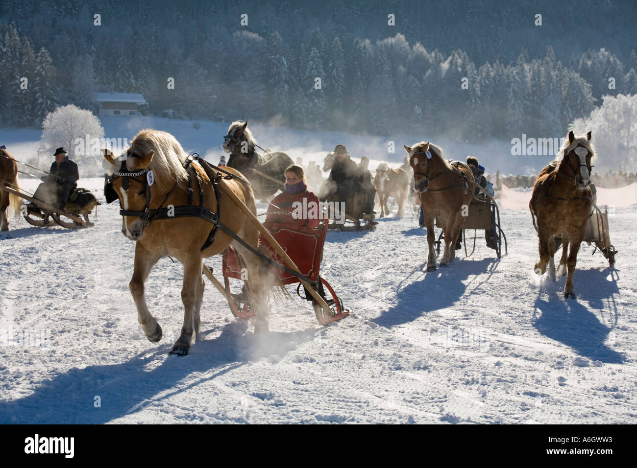 Horse drawn sleigh racing in Rottach-Egern Upper Bavaria Germany Stock ...