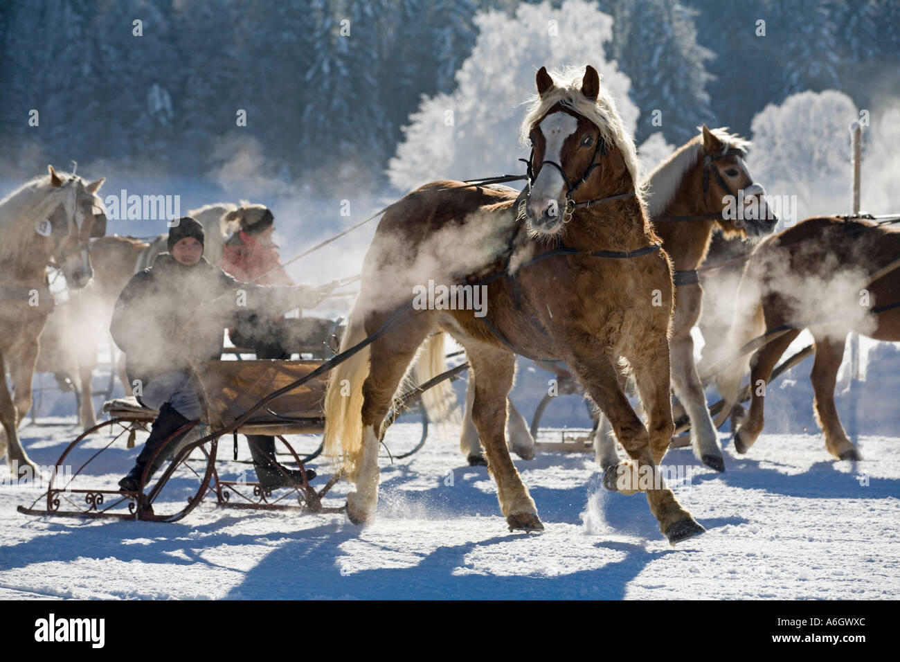 Horse drawn sleigh racing in Rottach-Egern Upper Bavaria Germany Stock ...