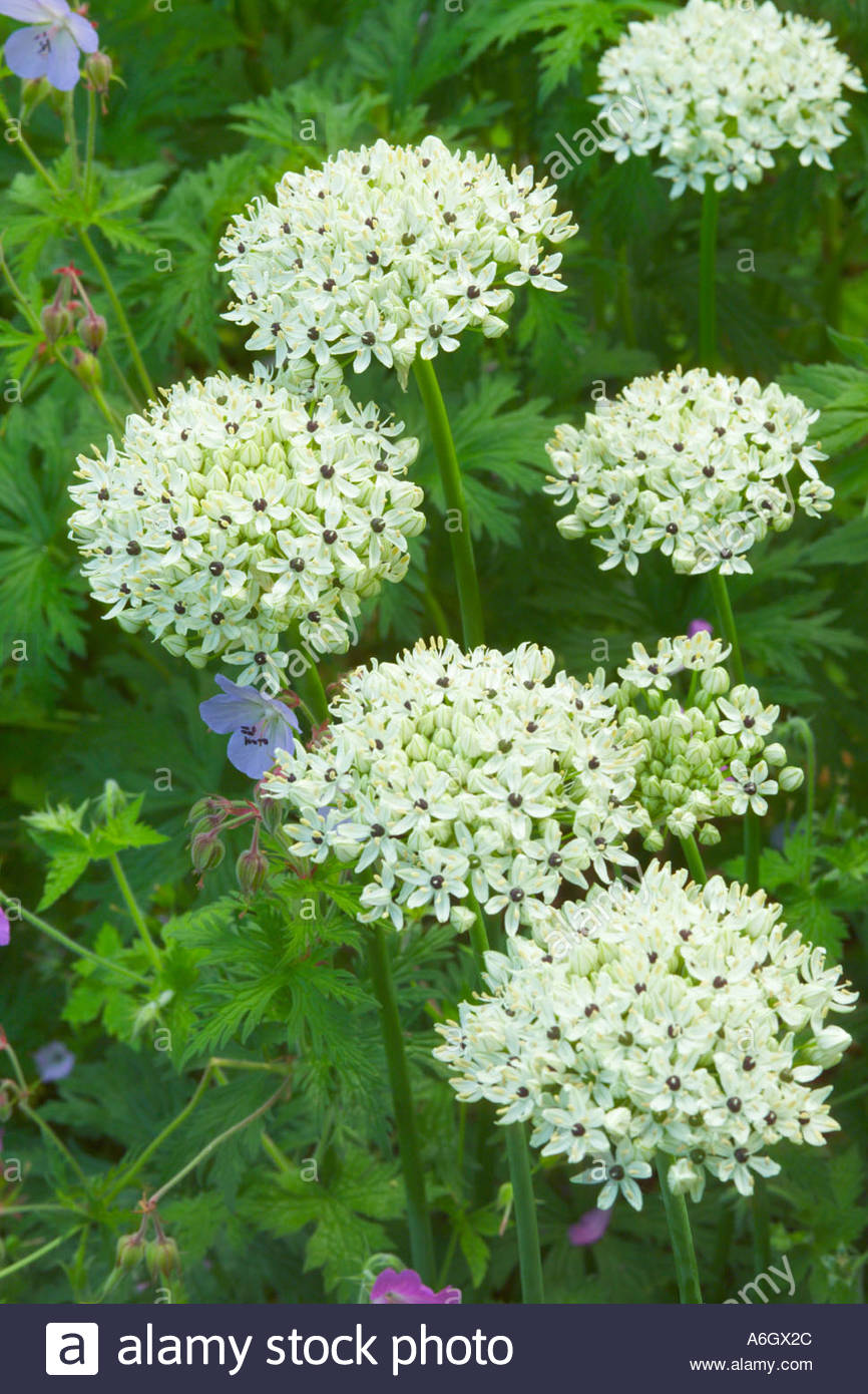 Allium Nigrum Stock Photos & Allium Nigrum Stock Images - Alamy