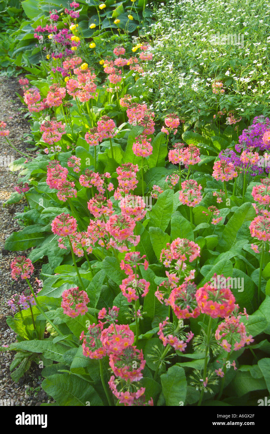 Primula beesiana candelabra Primrose in drifts in bog garden Stock ...