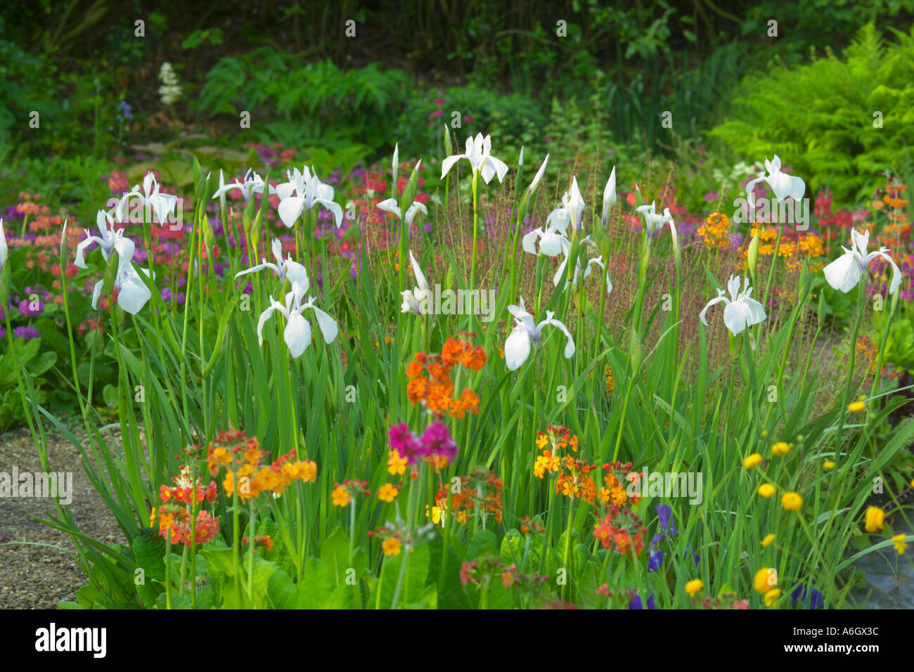 Forde Abbey Somerset UK Mark Roper the bog garden with Candelabra ...