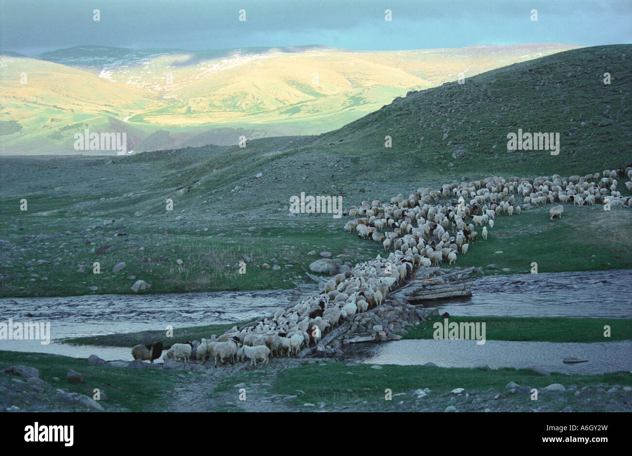 Flock of sheep crossing Mogen-Buren River The Tyva Republic Russia Stock Photo - Alamy