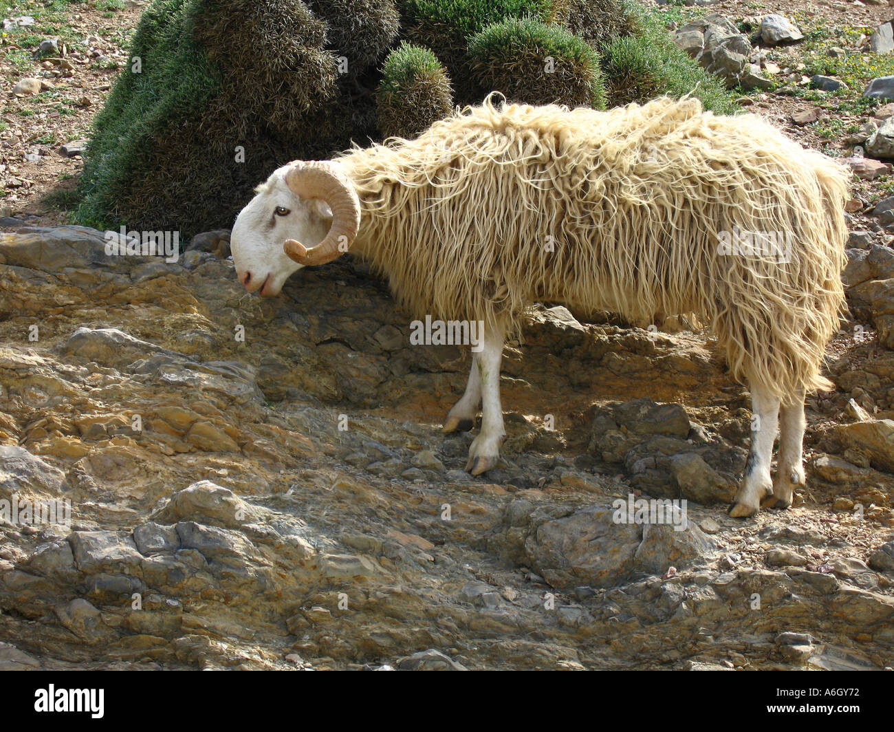 goat Krikri Crete Stock Photo - Alamy
