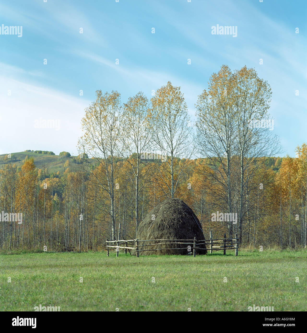 Fenced haystack in autumnal aspen tree grove. Altai. Siberia. Russia ...