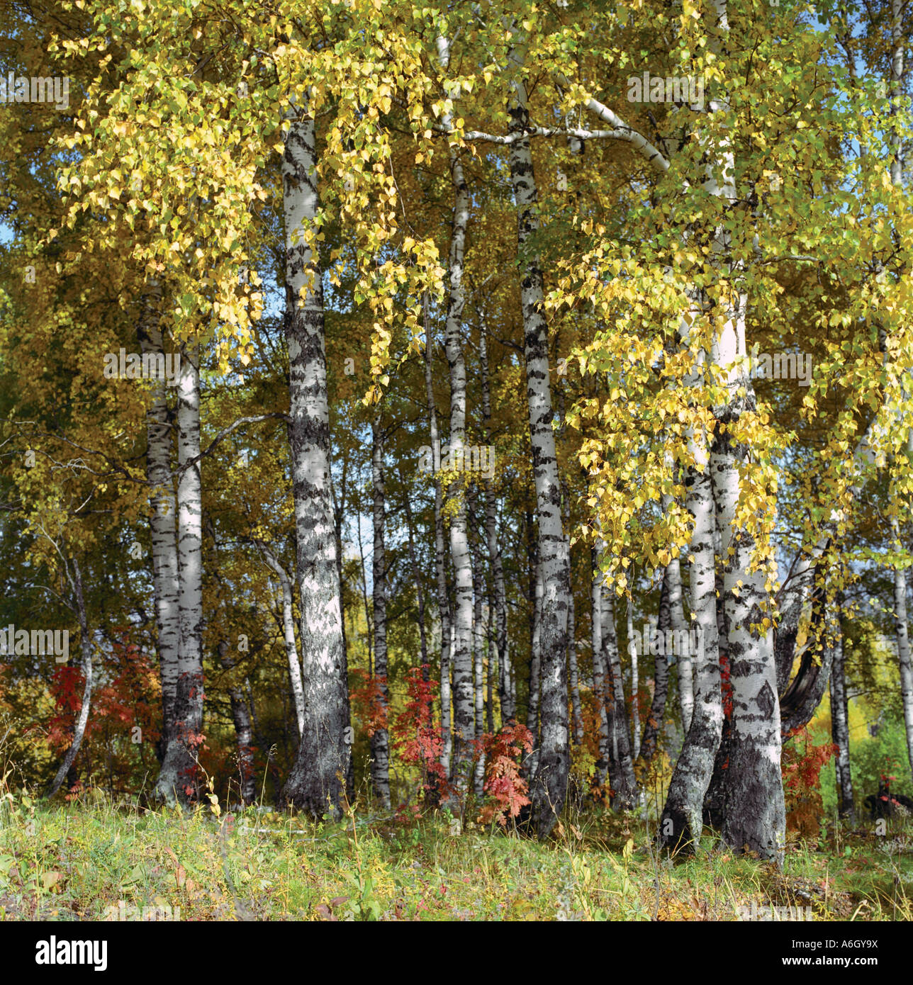Birch tree grove in autumn Altai Siberia Russia Stock Photo - Alamy