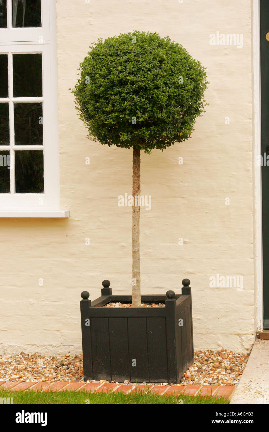 Upavon Wiltshire England UK Box tree Stock Photo - Alamy