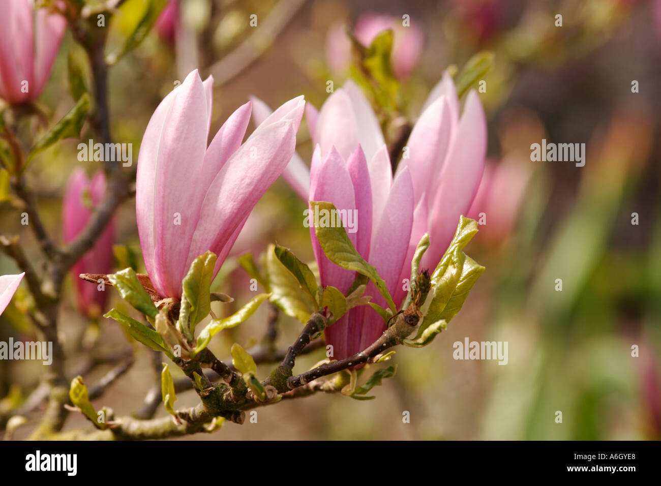 Magnolia judy flower hi-res stock photography and images - Alamy
