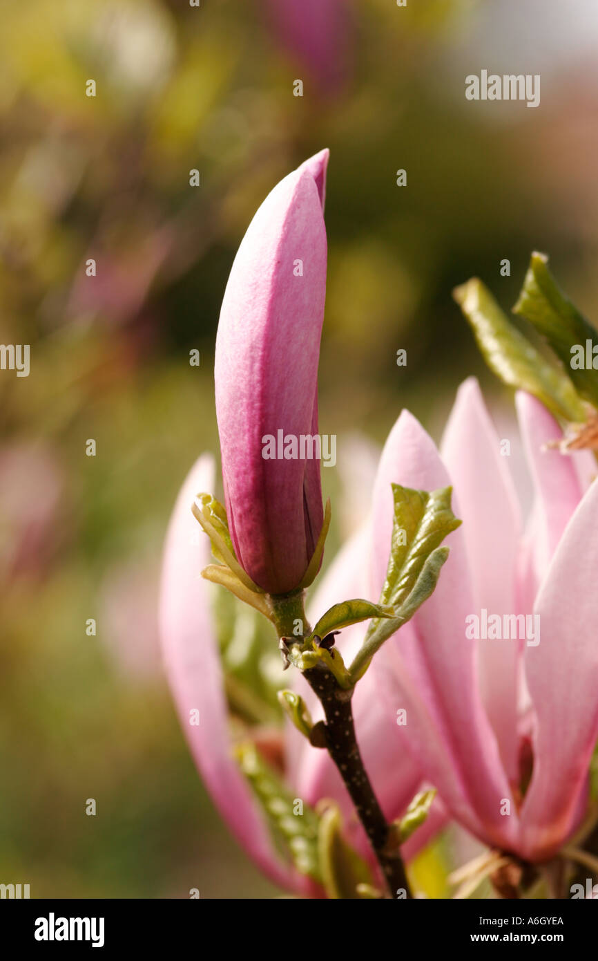 Botanical Gardens Essex England UK Magnolia Judy Stock Photo - Alamy