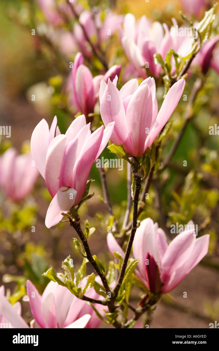 Magnolia judy flower hi-res stock photography and images - Alamy