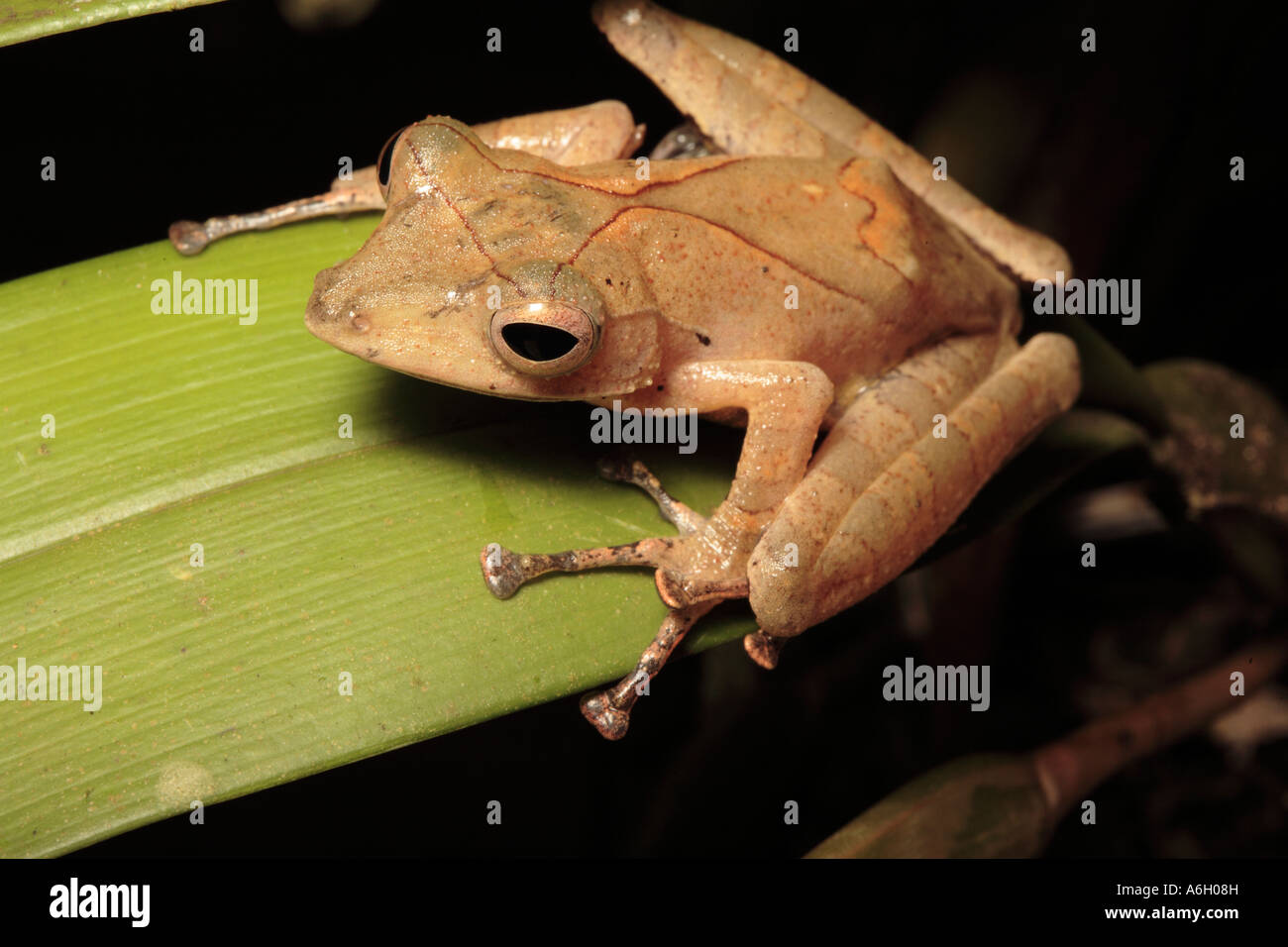 Collett s Tree Frog Polypedates colletti Sukau River Sabah Borneo Stock ...