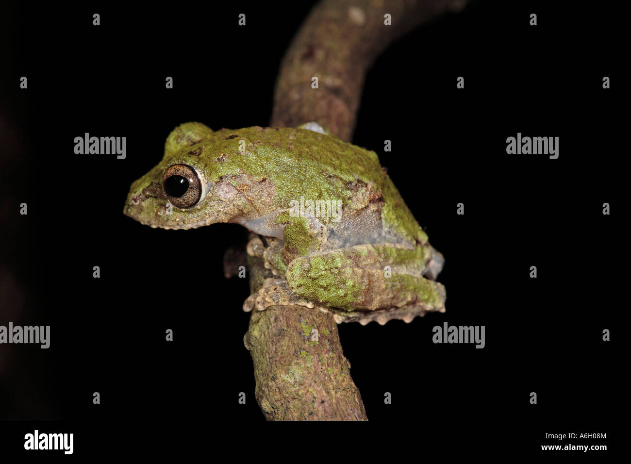 Frilled Tree Frog Borneo Stock Photo - Alamy