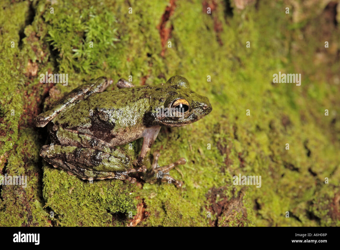 Frilled tree frogs hi-res stock photography and images - Alamy