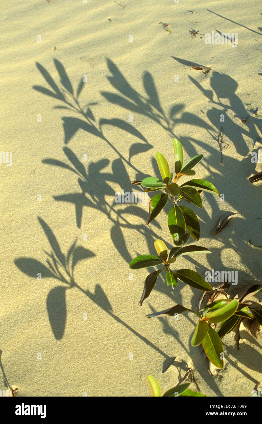 Shadow of shrub leaves on sand of dunes in Ceara Brazil Stock Photo - Alamy