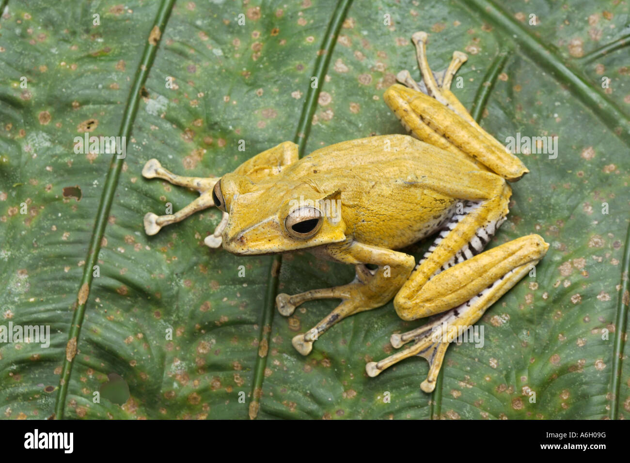 File eared Tree Frog, Polypedates otilophis, Borneo Stock Photo - Alamy