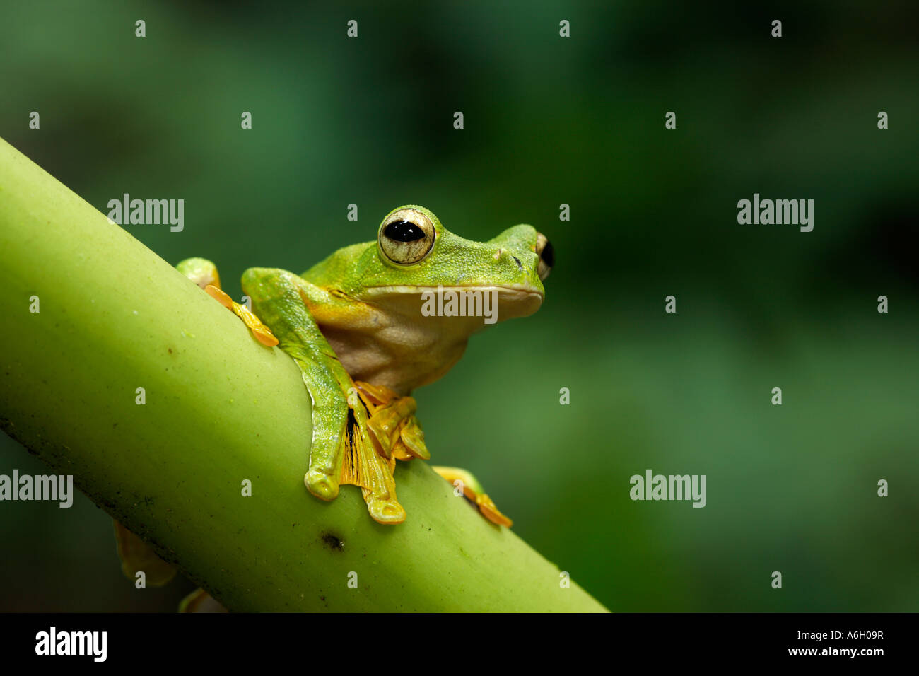 Wallace s Flying Frog Borneo Stock Photo - Alamy