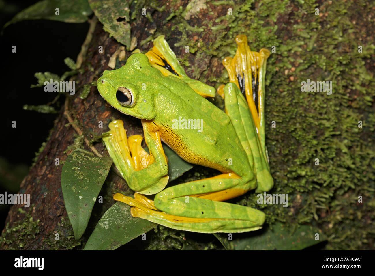 Wallace s Flying Frog Borneo Stock Photo - Alamy