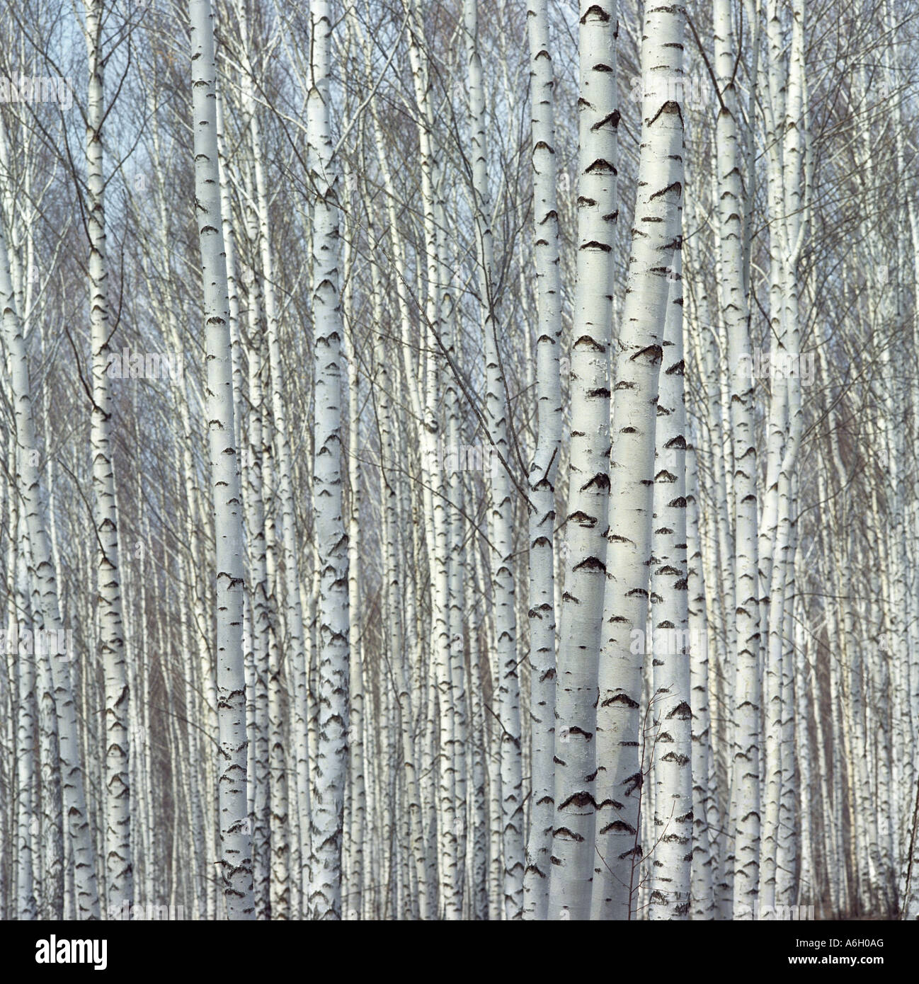Birch tree grove in spring. Altai. Siberia. Russia Stock Photo - Alamy