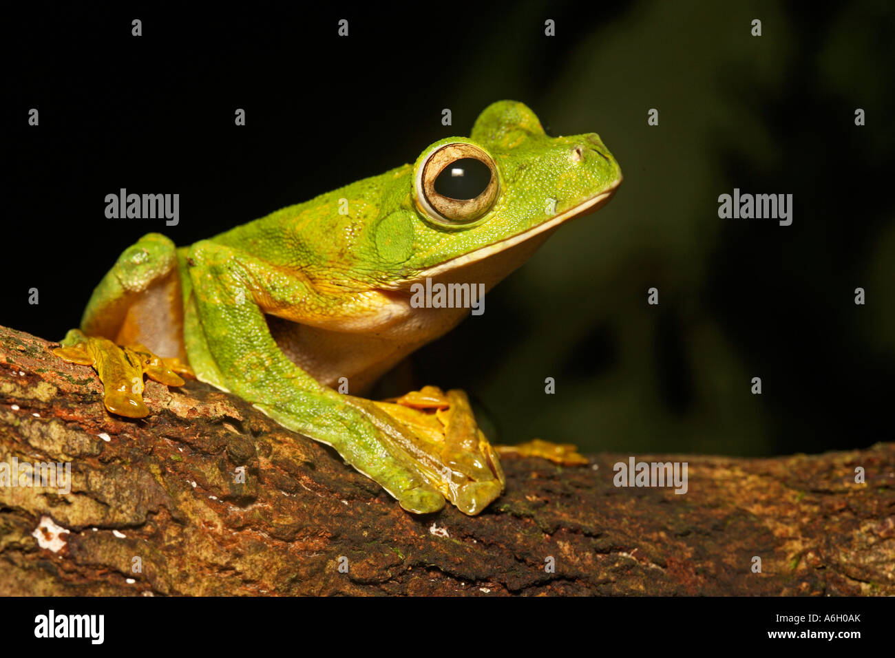 Wallace s Flying Frog Borneo Stock Photo - Alamy