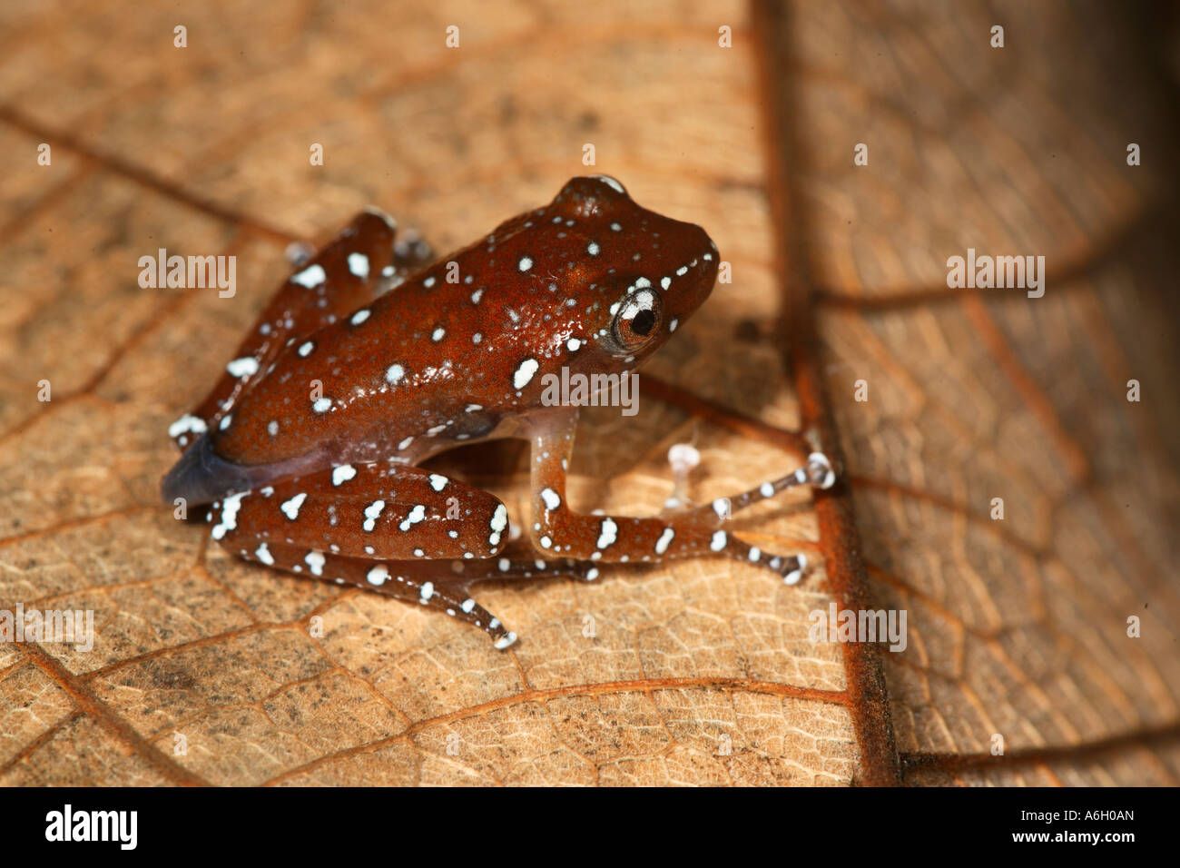 Cinnamon Frog Nyctixalus pictus newly metamorphosed juvenile Danum ...