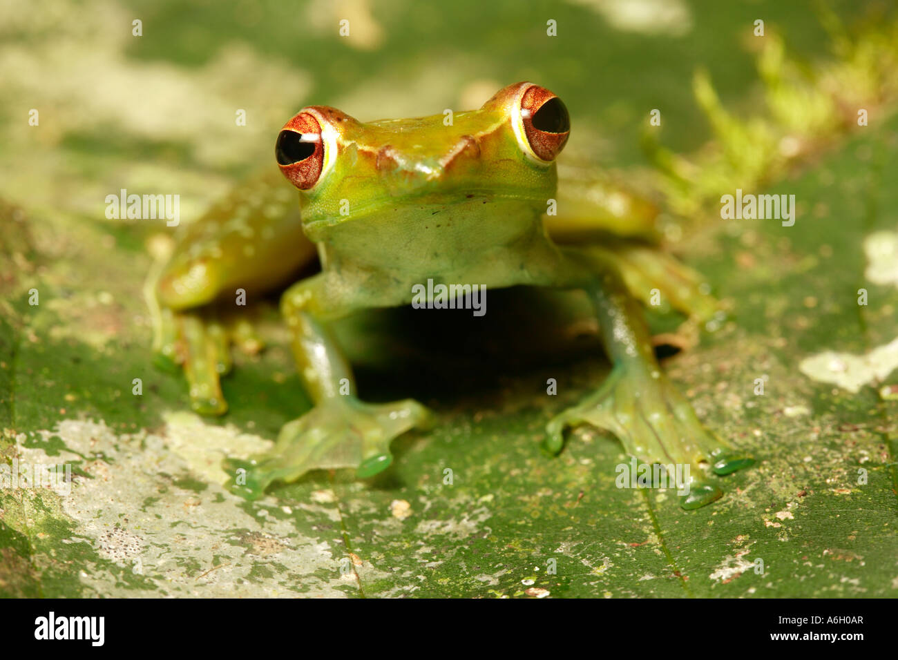 Rhacophorus tree frog hi-res stock photography and images - Alamy