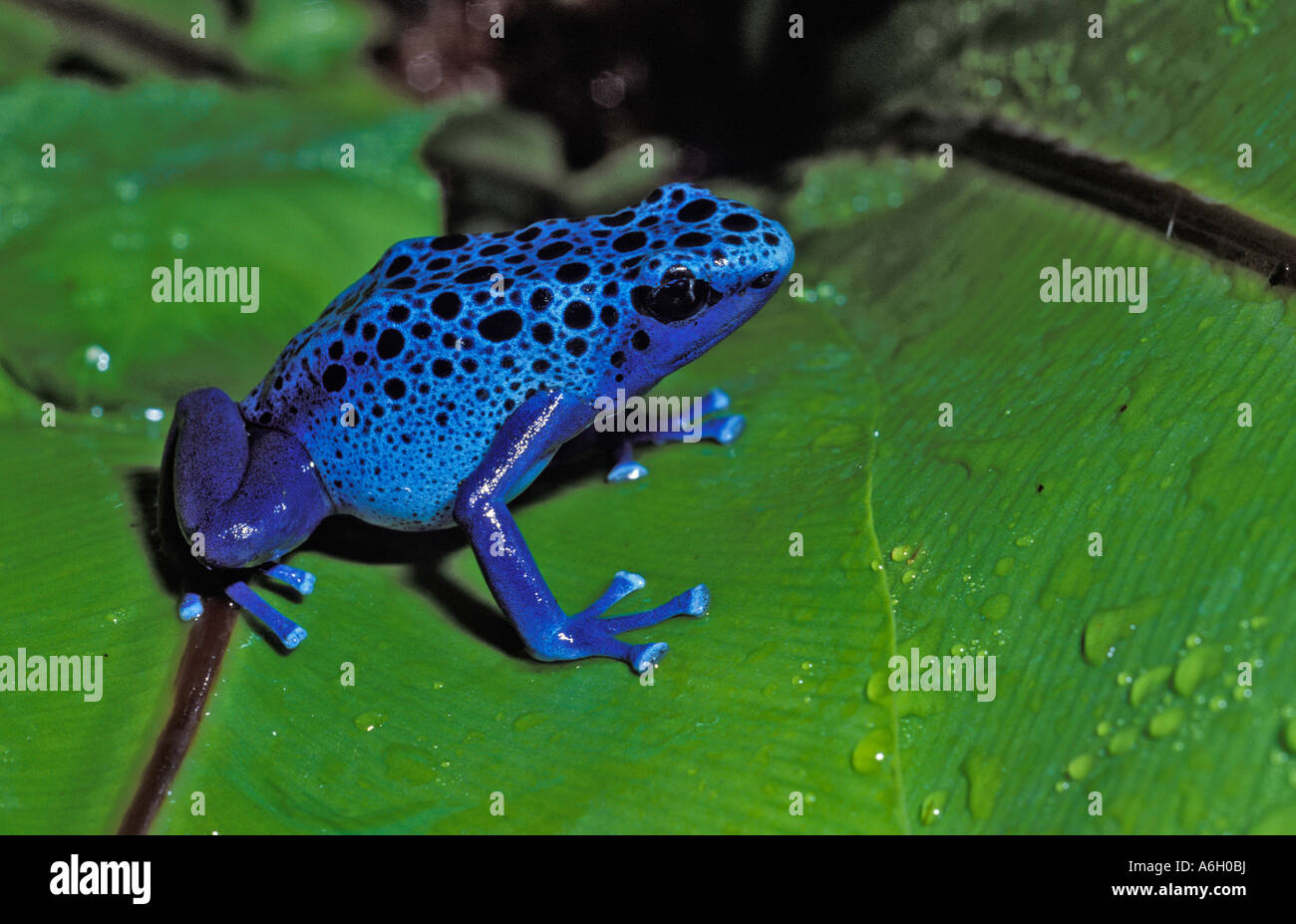 Blue Poison Dart Frog Dendrobates azureus Surinam Stock Photo - Alamy