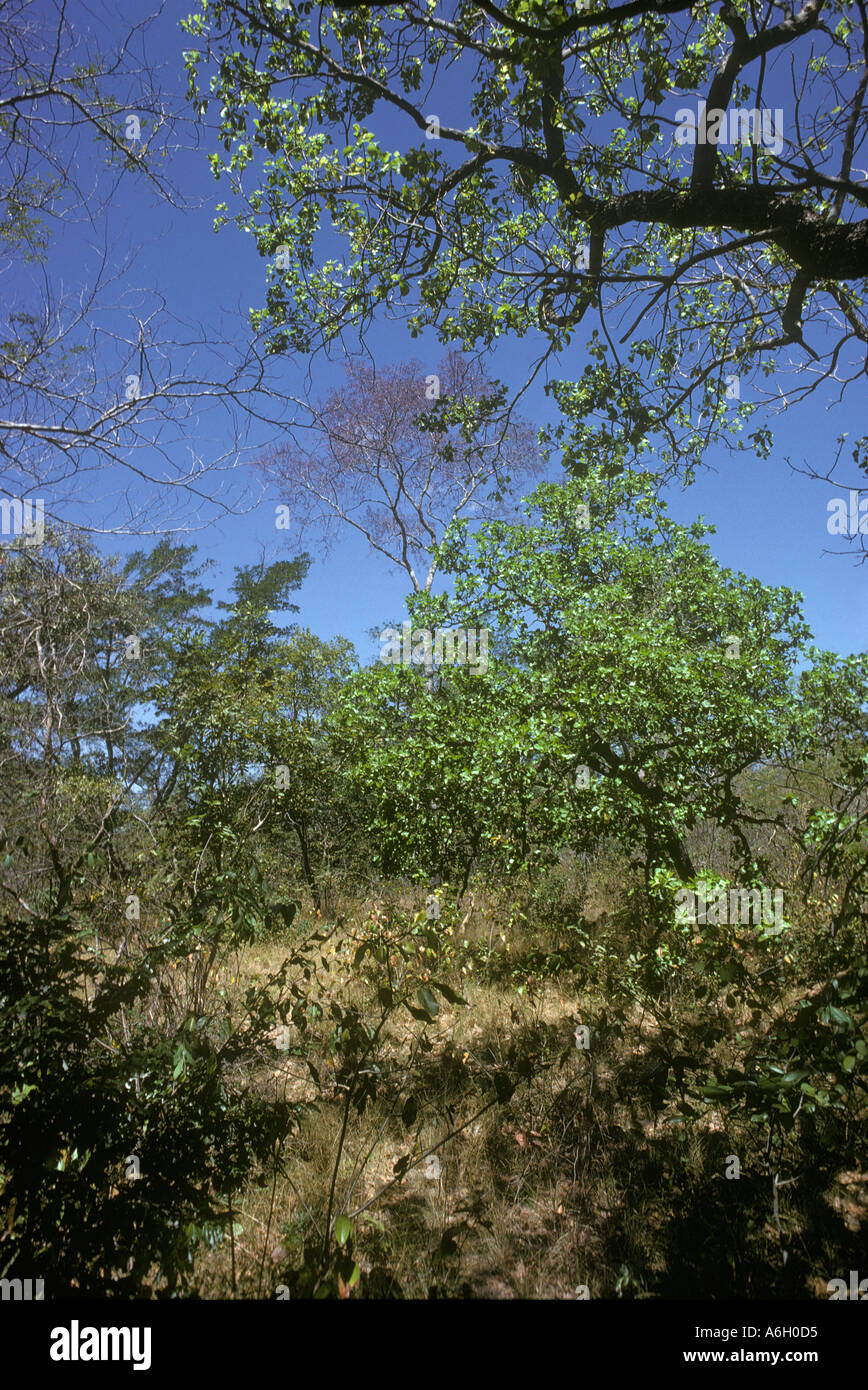 Cerrado ecosystem brazil hi-res stock photography and images - Alamy