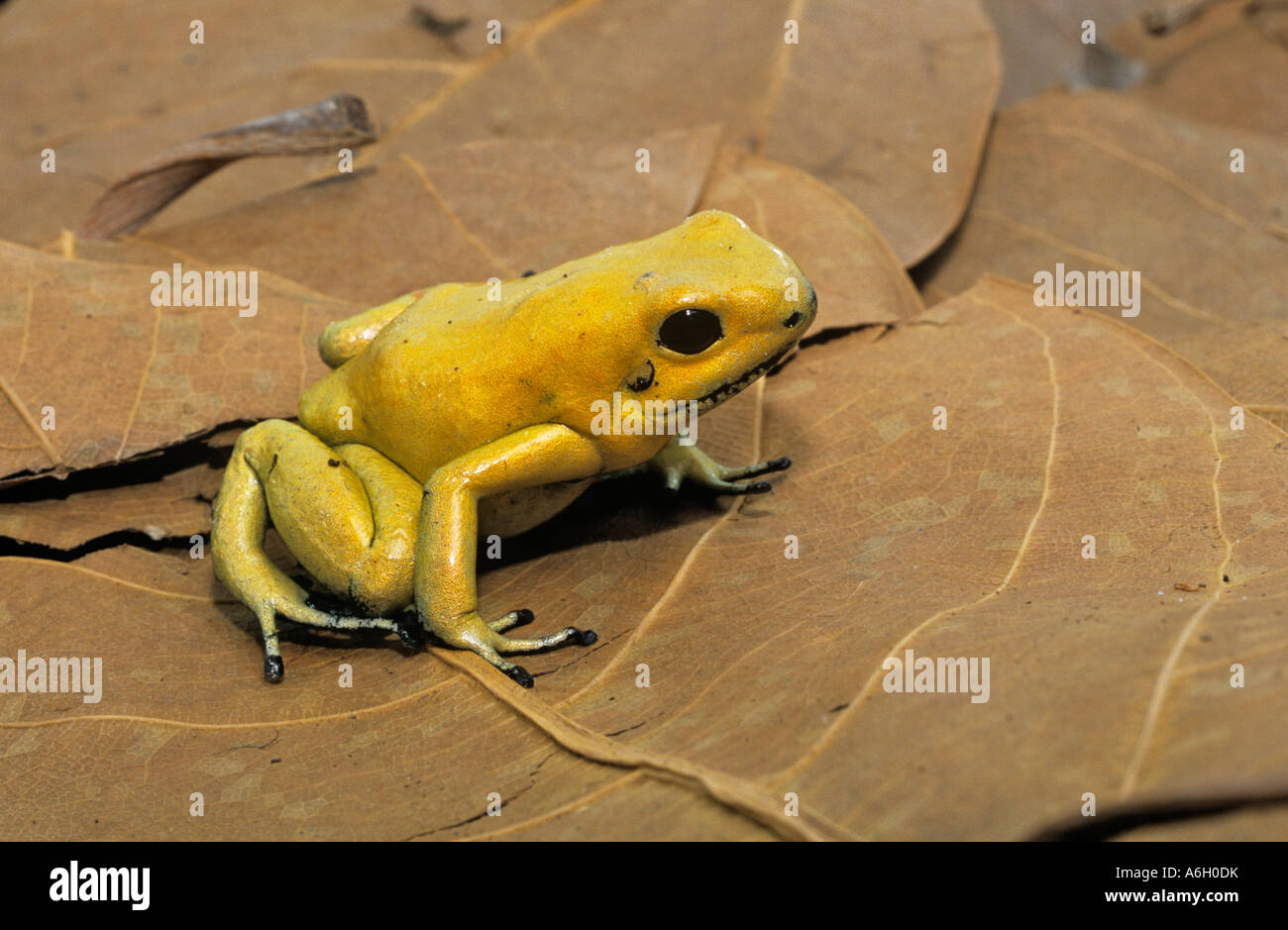 Golden Poison Dart Frog Phyllobates terribilis Colombia This species is ...