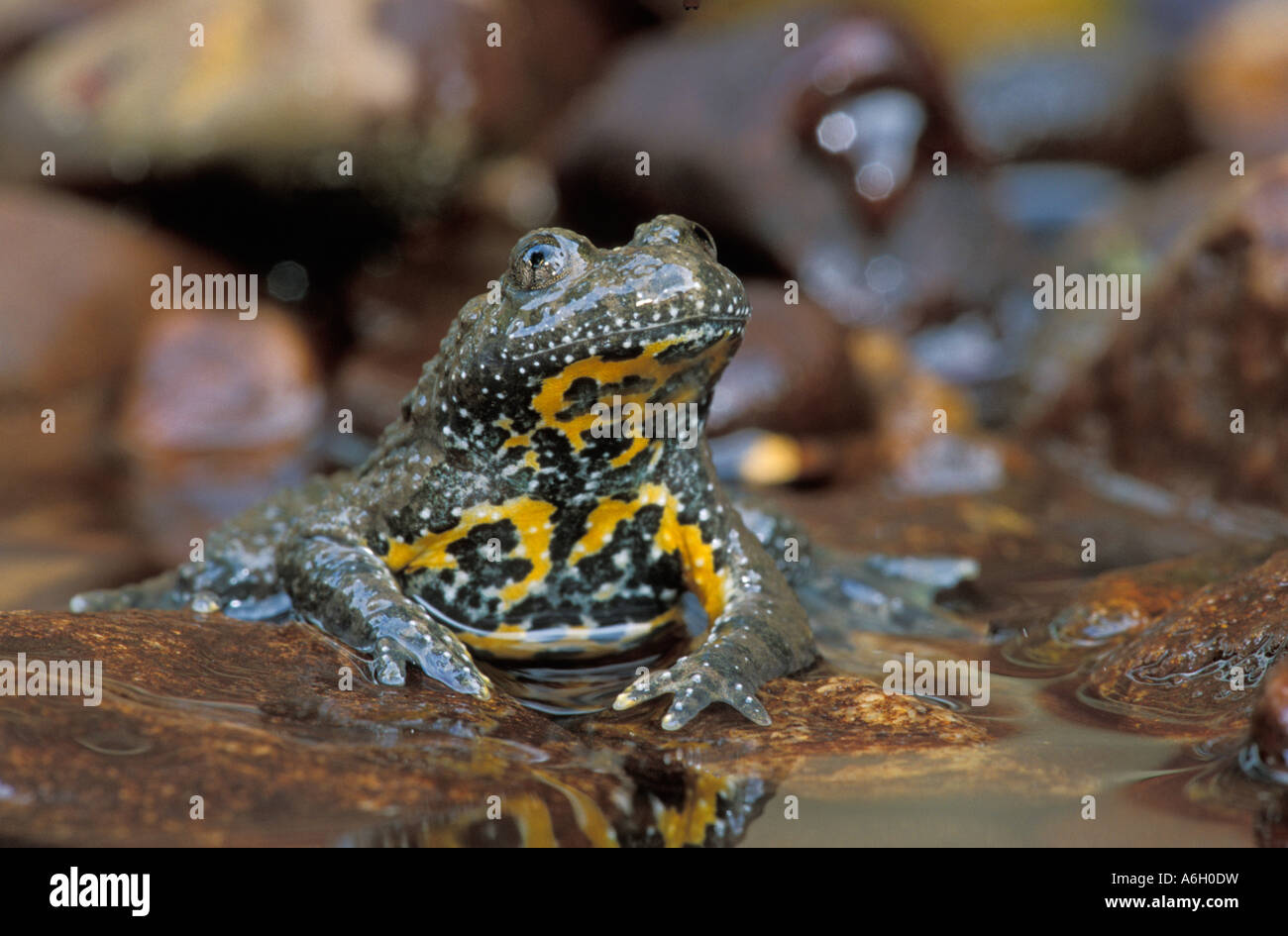 Yellow bellied toad Bombina variegata South eastern Europe Stock Photo ...