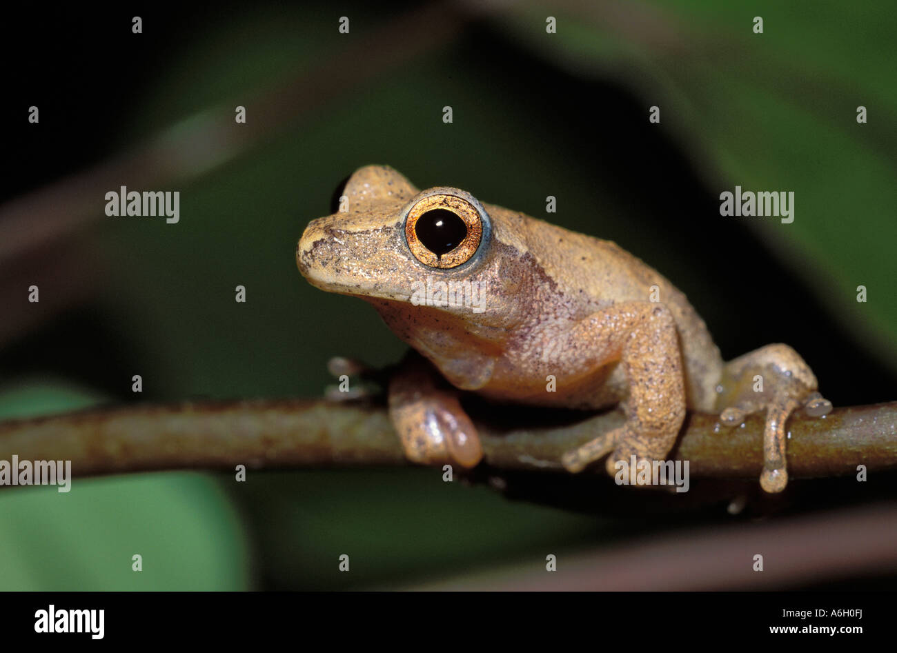 Spring Peeper Pseudacris crucifer North America Stock Photo - Alamy