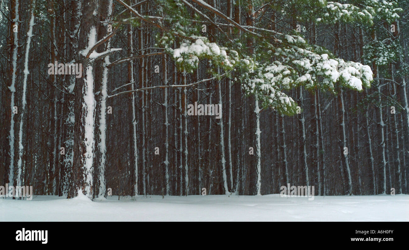 At a tree trunk during snowfall hi-res stock photography and images - Alamy