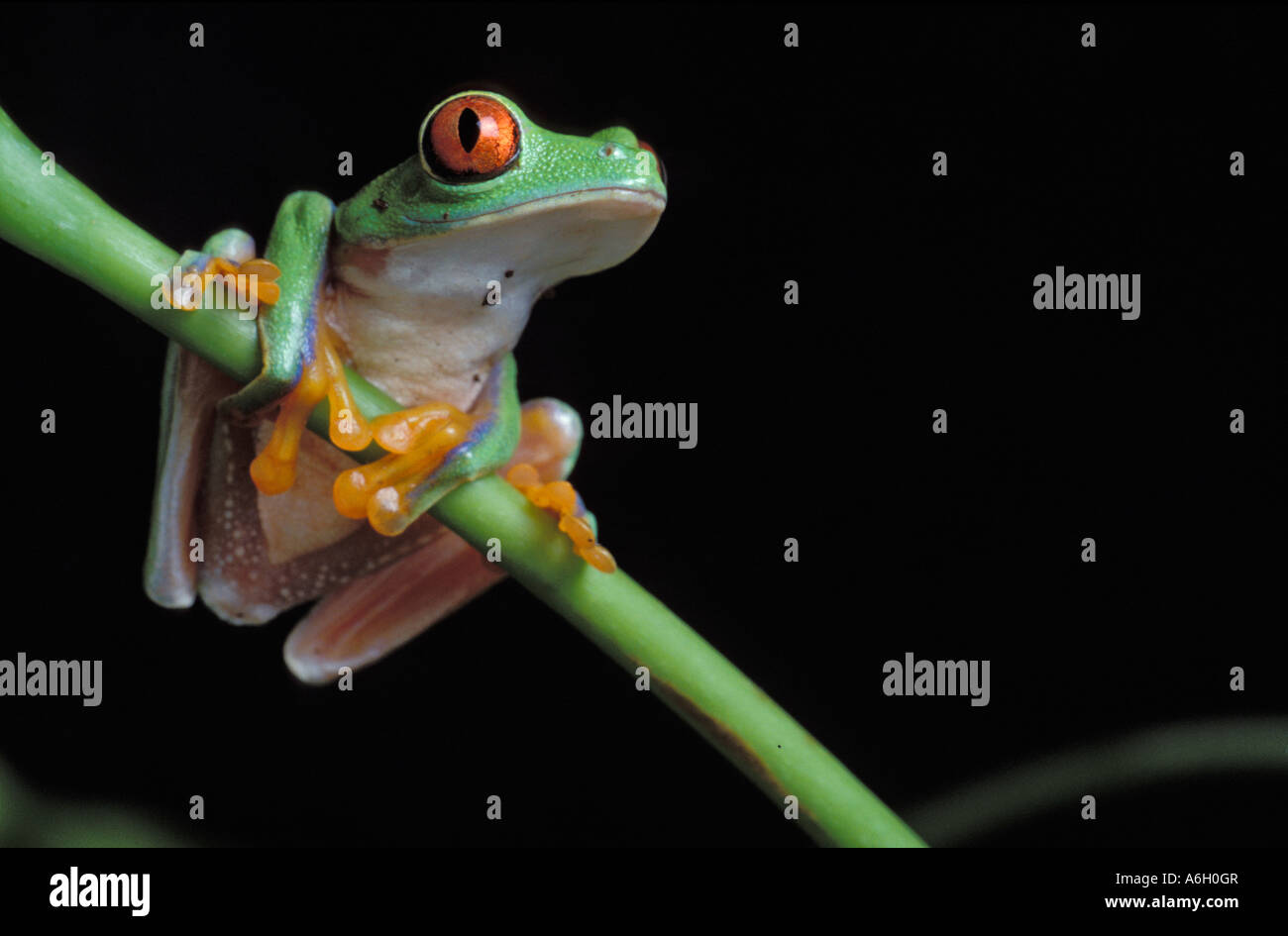 Small Red eyed Tree Frog, or leaf frog, Agalychnis saltator Costa Rica ...