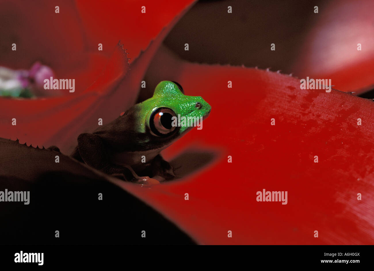 Small Red eyed Tree Frog, or Leaf Frog, Agalychnis saltator Costa Rica ...